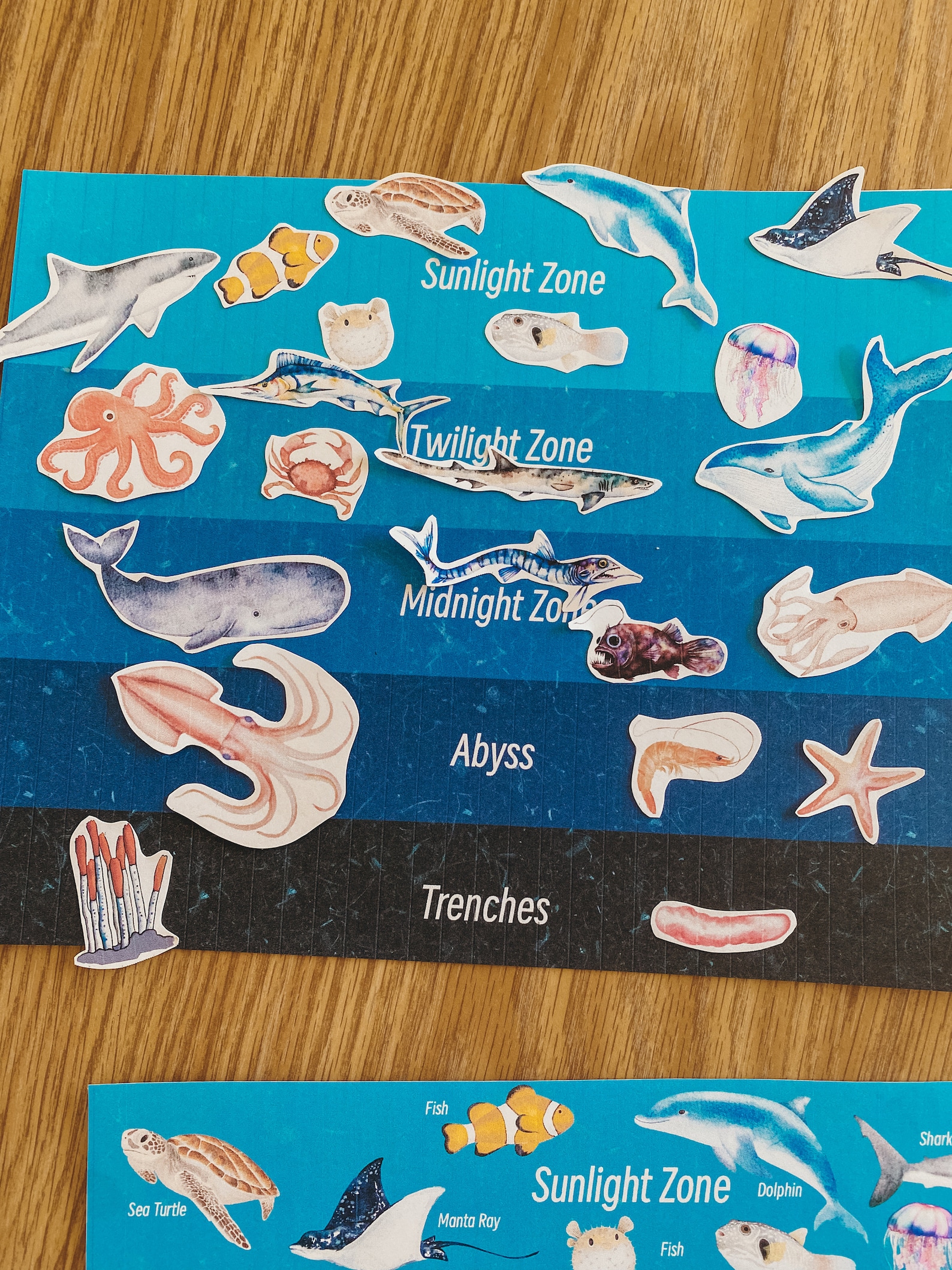 Ocean Zones Activity, Morning Basket, Homeschool, Learning Resource ...