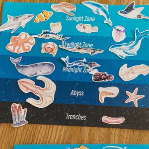 Ocean Zones Activity, Morning Basket, Homeschool, Learning Resource ...