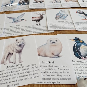 Polar Animal Flashcards, Arctic and Antarctic, Homeschool, Learning ...