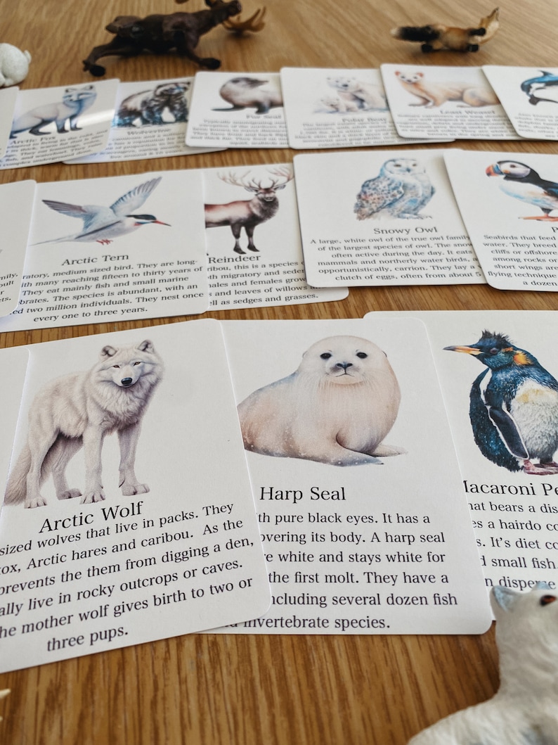 Polar Animal Flashcards, Arctic and Antarctic, Homeschool, Learning ...