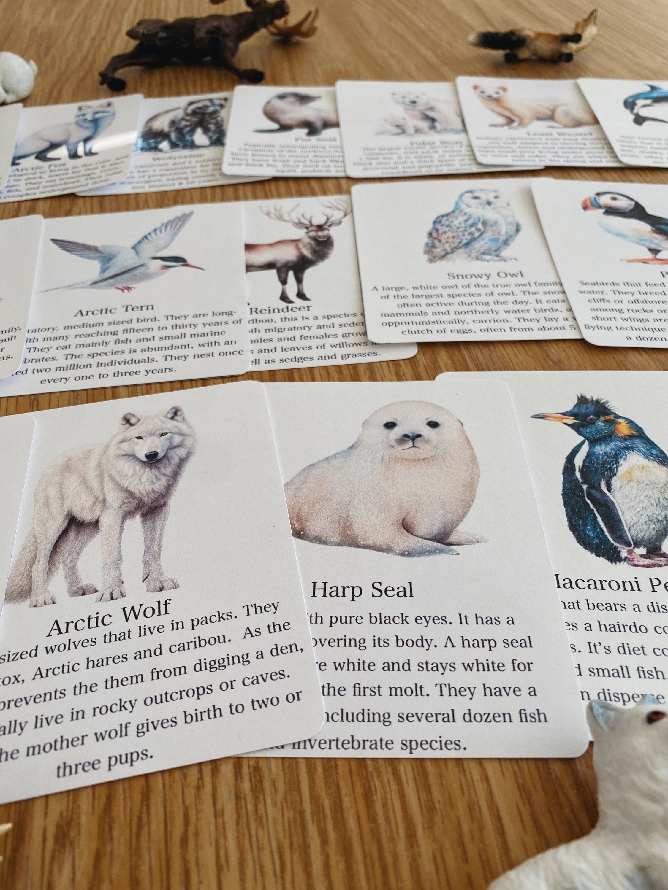 Polar Animal Flashcards, Arctic and Antarctic, Homeschool, Learning ...