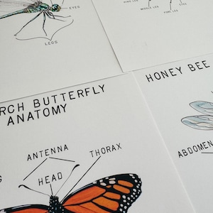 Insect Anatomy Mini Posters, Morning Basket, Homeschool, Learning ...