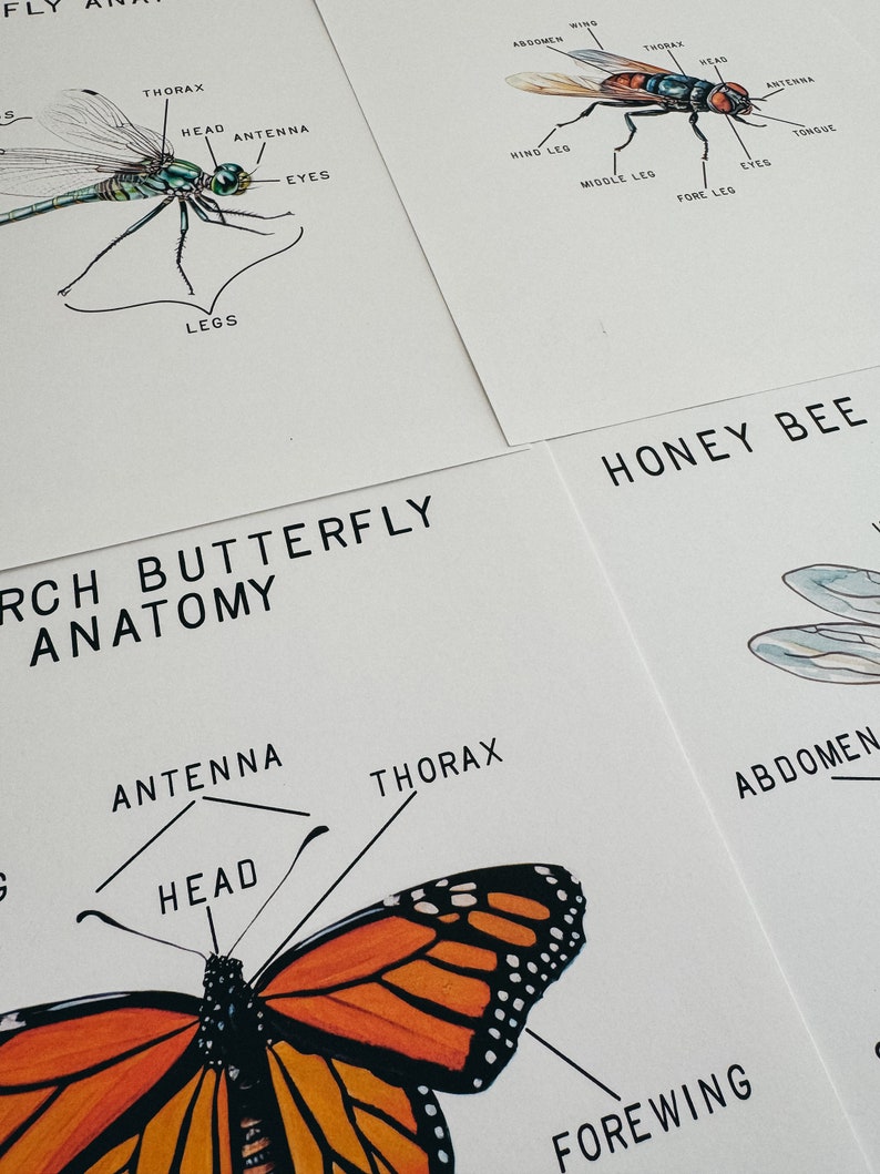 Insect Anatomy Mini Posters, Morning Basket, Homeschool, Learning ...