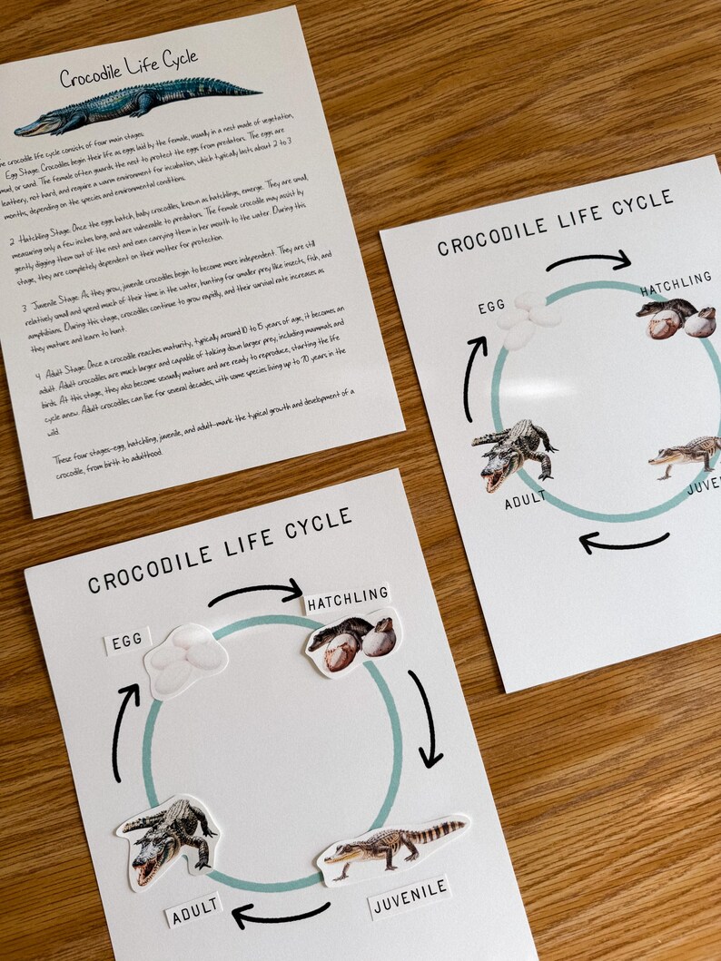 Crocodile Life Cycle Wheel and Worksheet, Learning Resource, Printable ...