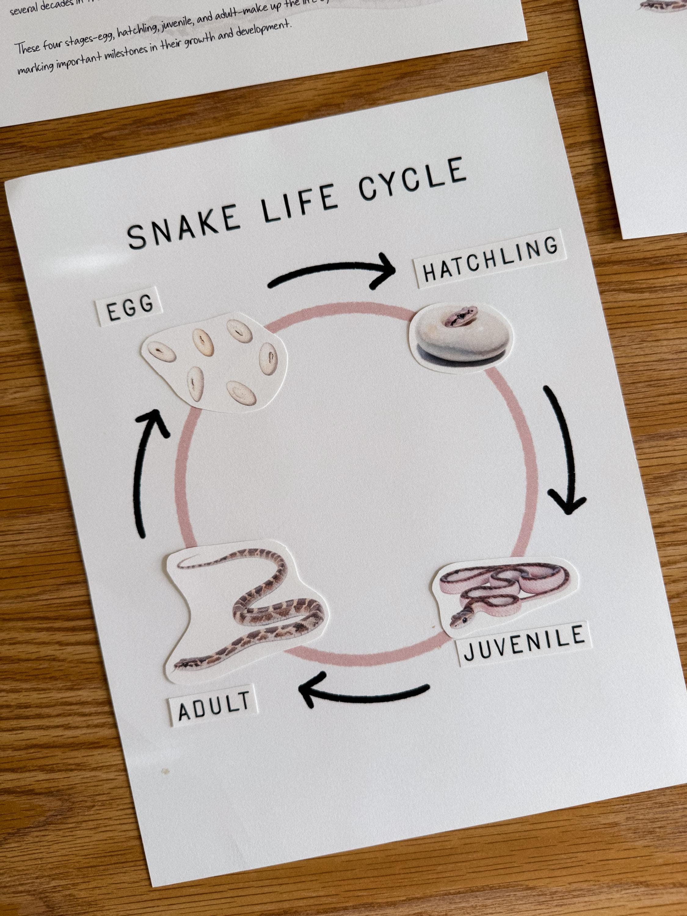 Snake Life Cycle Wheel and Worksheet, Learning Resource, Printable ...