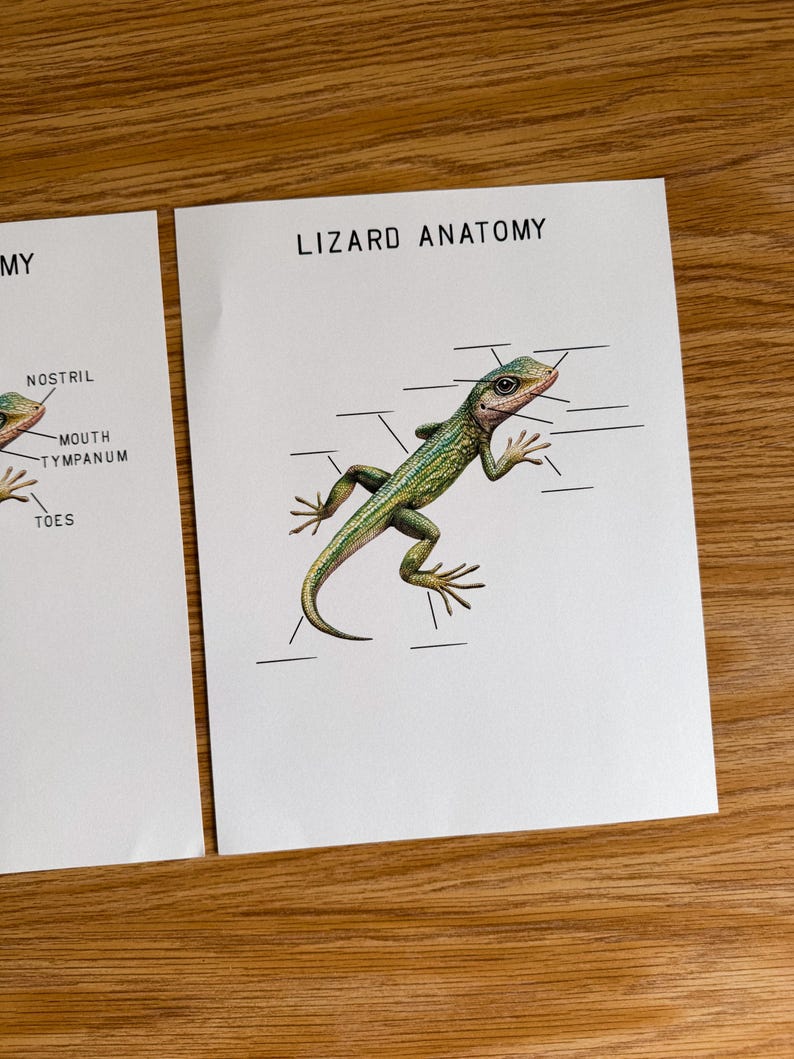 Lizard Mini Anatomy Poster, Morning Basket, Homeschool, Learning ...