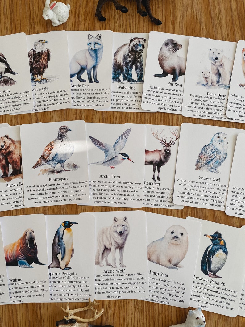 Polar Animal Flashcards, Arctic and Antarctic, Homeschool, Learning ...