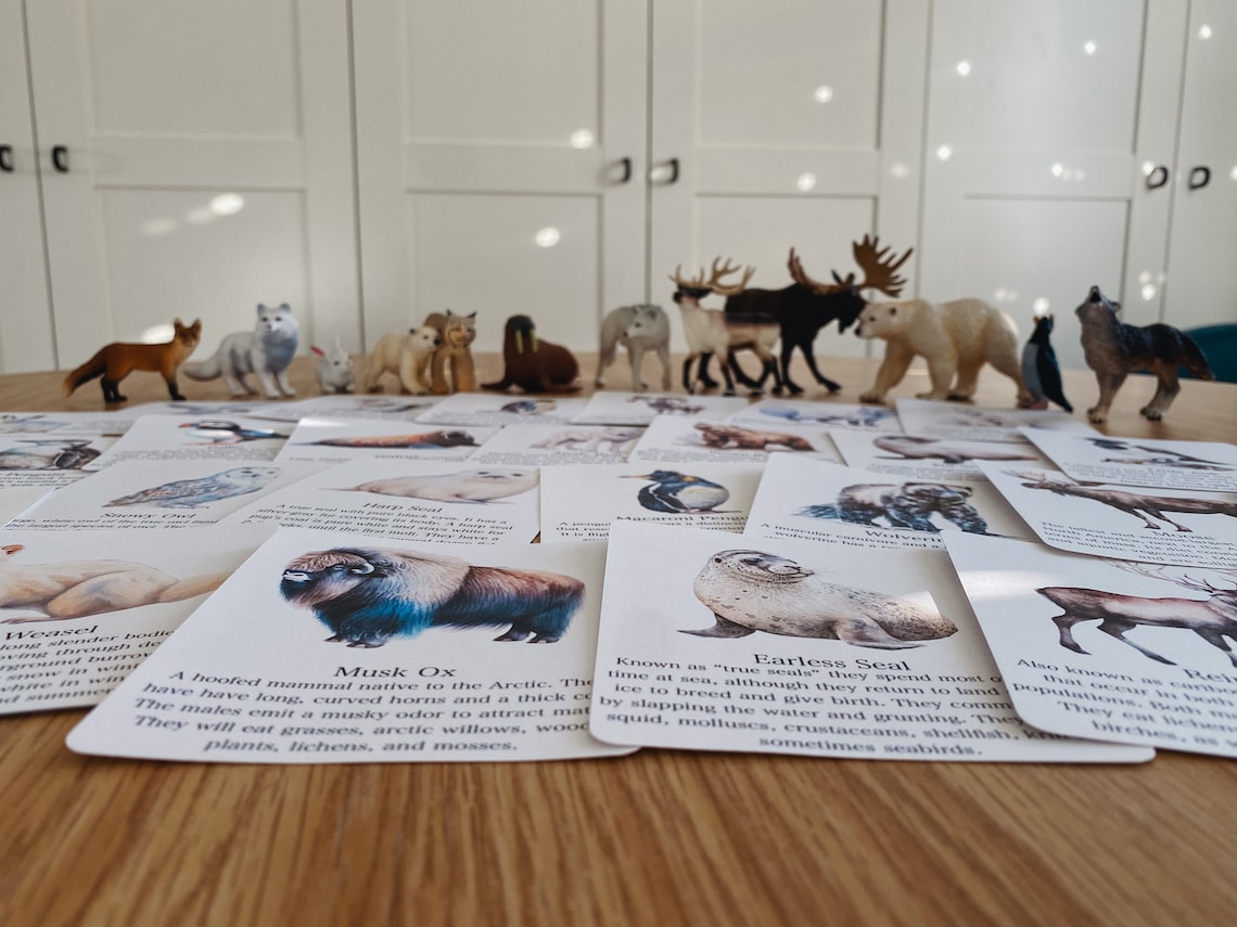 Polar Animal Flashcards, Arctic and Antarctic, Homeschool, Learning ...