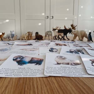 Polar Animal Flashcards, Arctic and Antarctic, Homeschool, Learning ...