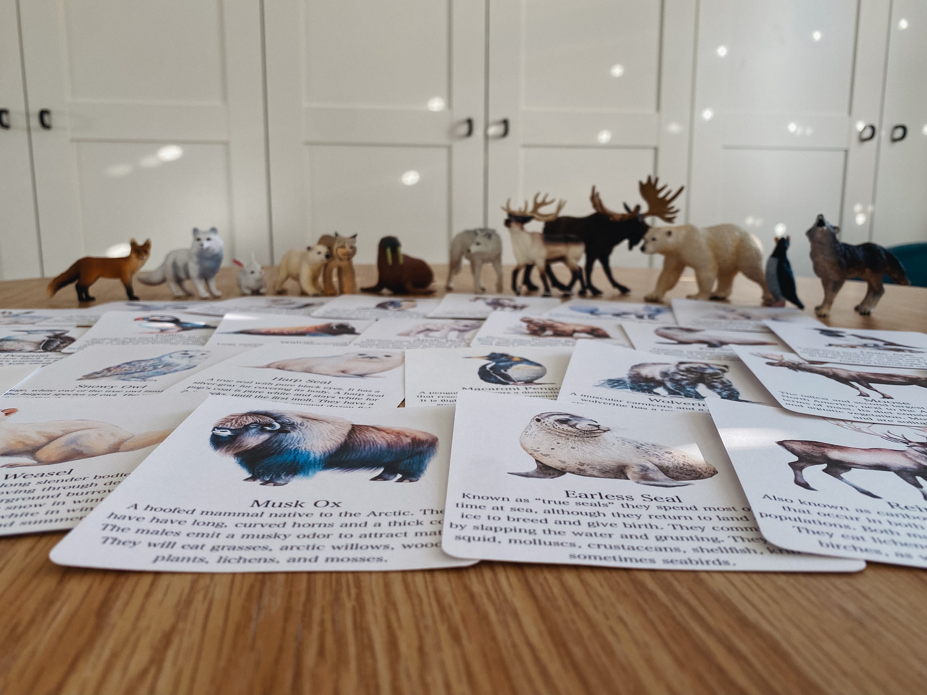 Polar Animal Flashcards, Arctic and Antarctic, Homeschool, Learning ...