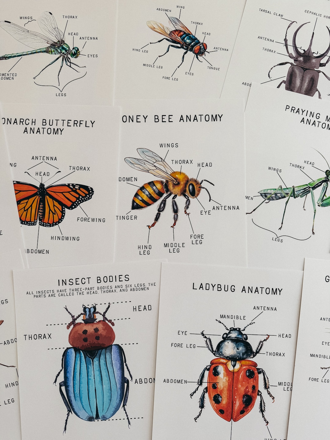Insect Anatomy Mini Posters, Morning Basket, Homeschool, Learning ...