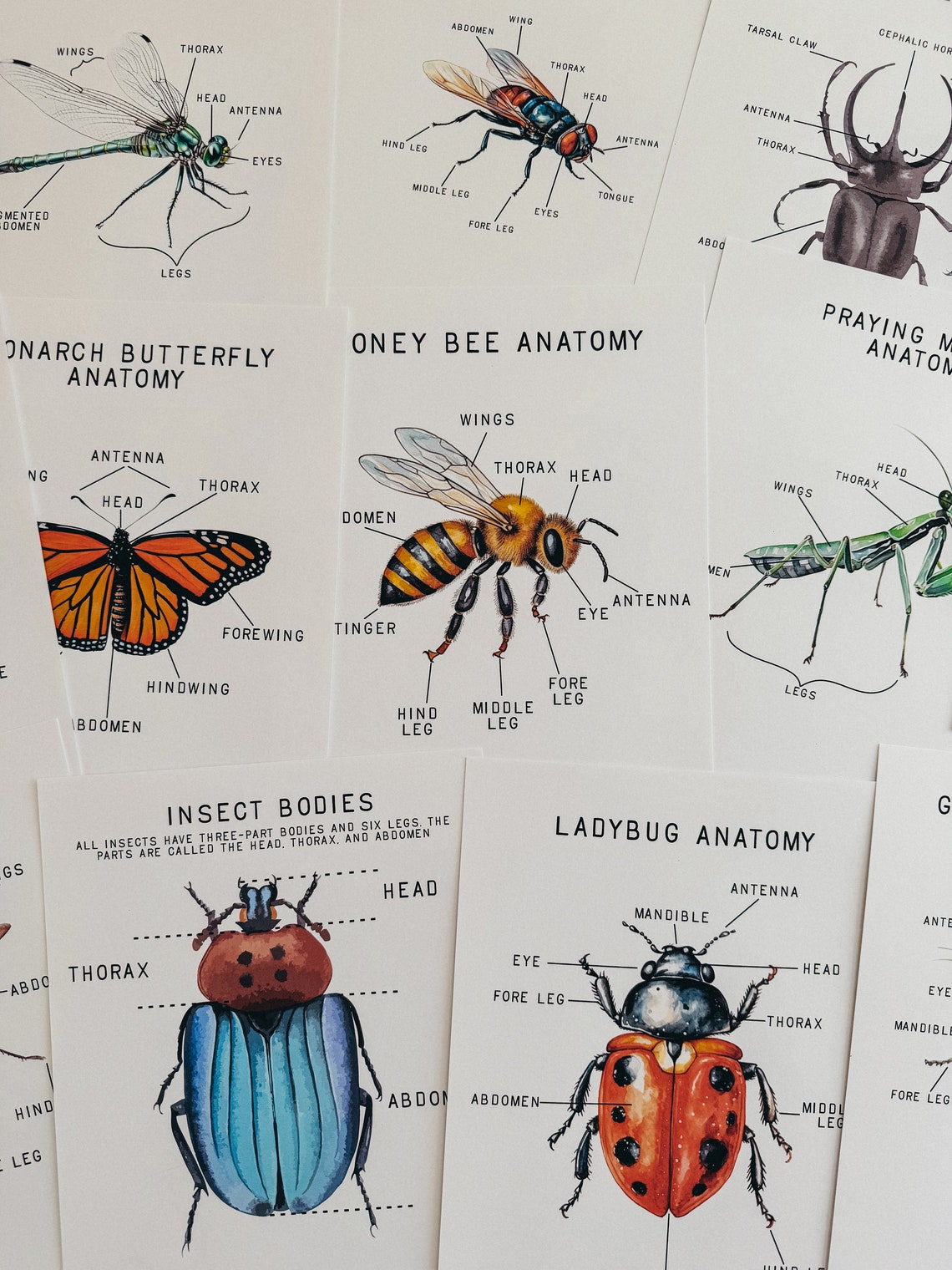 Insect Anatomy Mini Posters, Morning Basket, Homeschool, Learning ...