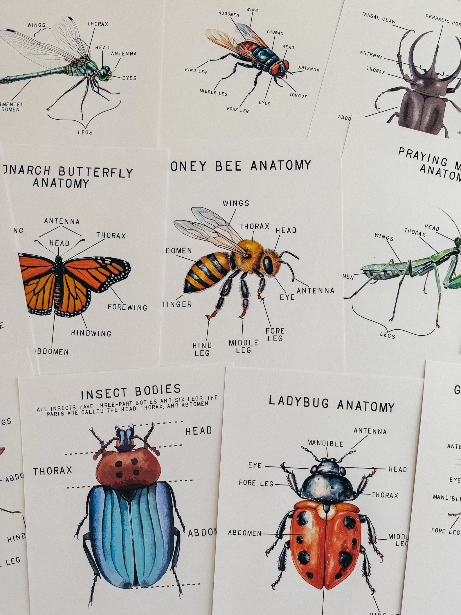 Insect Anatomy Mini Posters, Morning Basket, Homeschool, Learning ...