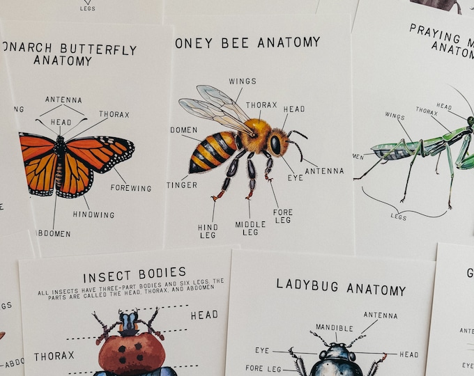 Insect Anatomy Mini Posters, Morning Basket, Homeschool, Learning ...