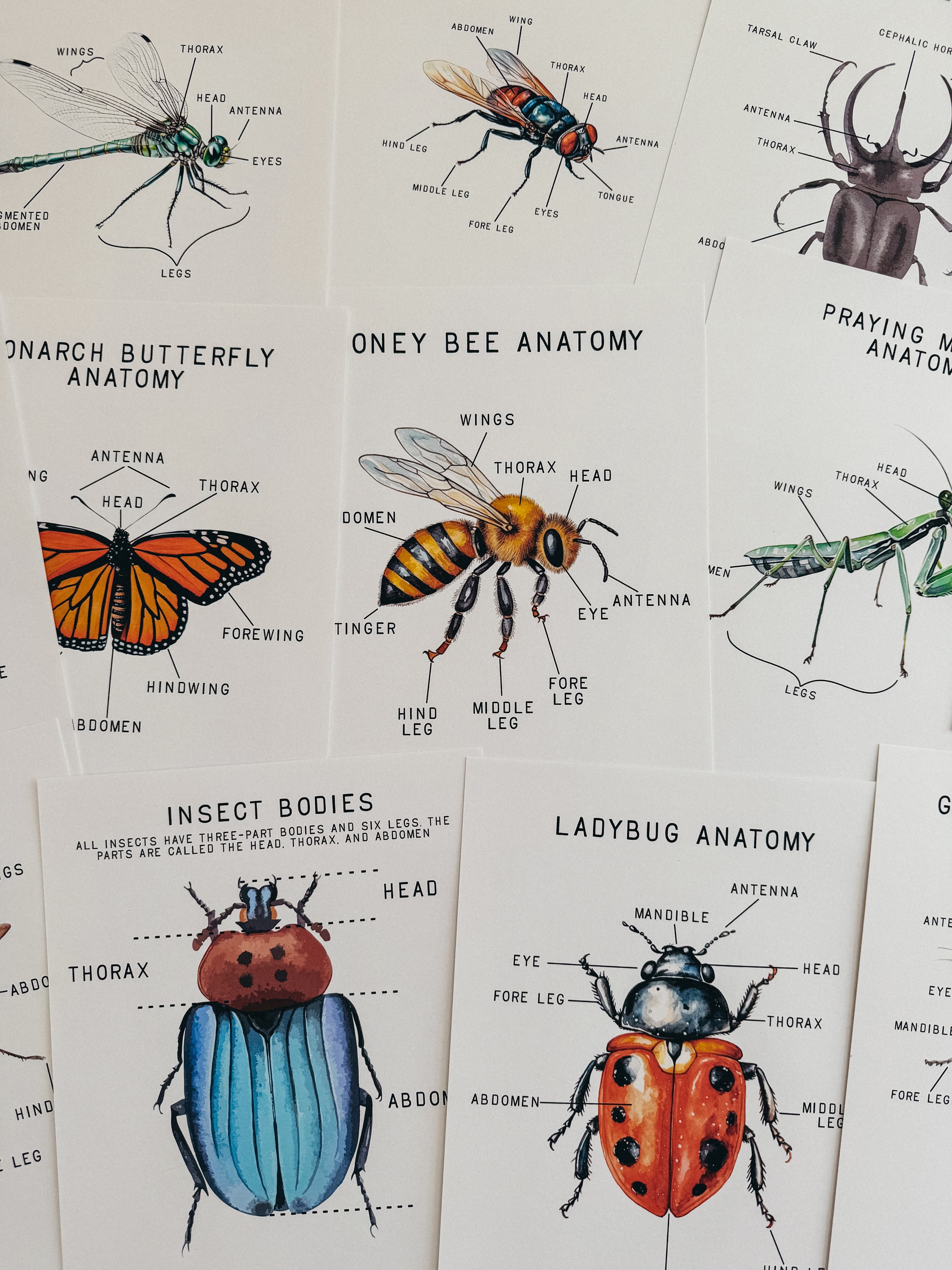 Insect Anatomy Mini Posters, Morning Basket, Homeschool, Learning ...