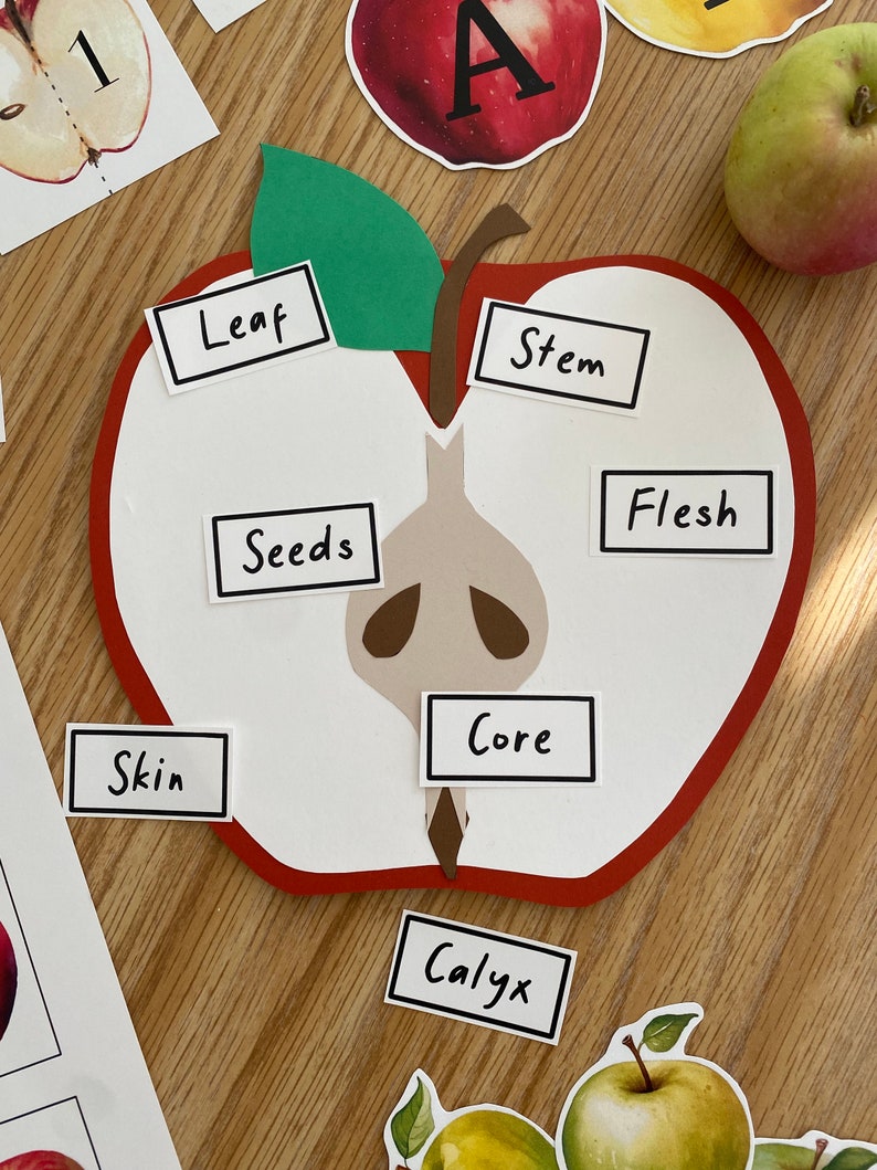 Apples Unit Study, 40 Page PDF, Morning Basket, Homeschool, Learning ...