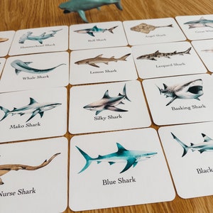 Shark Species Flashcards, Morning Basket, Homeschool, Learning Resource ...