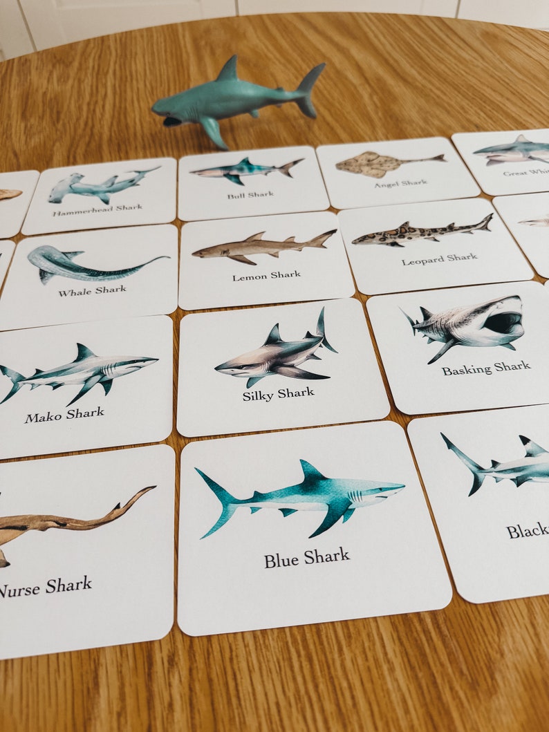 Shark Species Flashcards, Morning Basket, Homeschool, Learning Resource ...