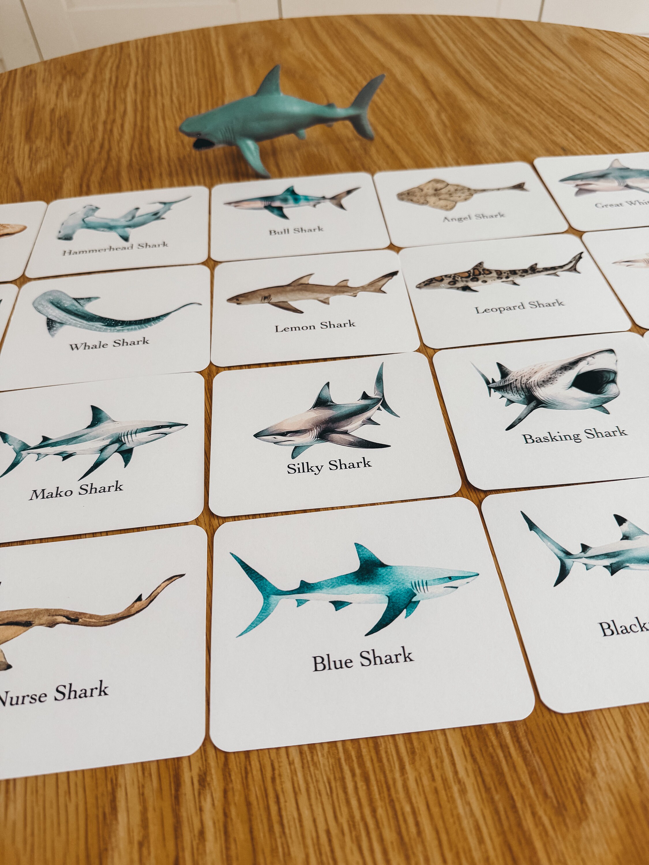 Shark Species Flashcards, Morning Basket, Homeschool, Learning Resource ...