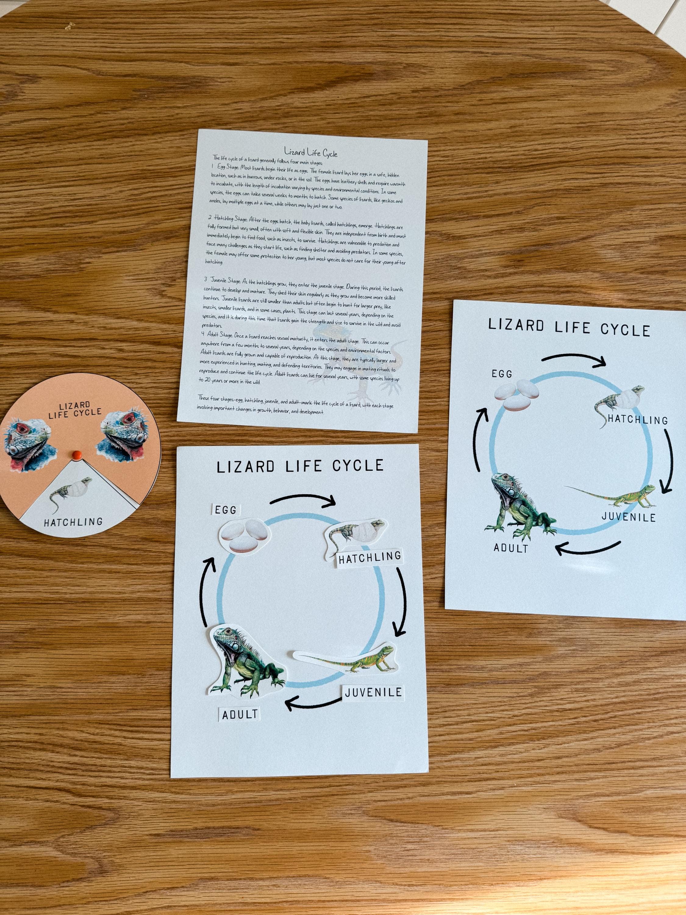 Lizard Life Cycle Wheel and Worksheet, Learning Resource, Printable ...