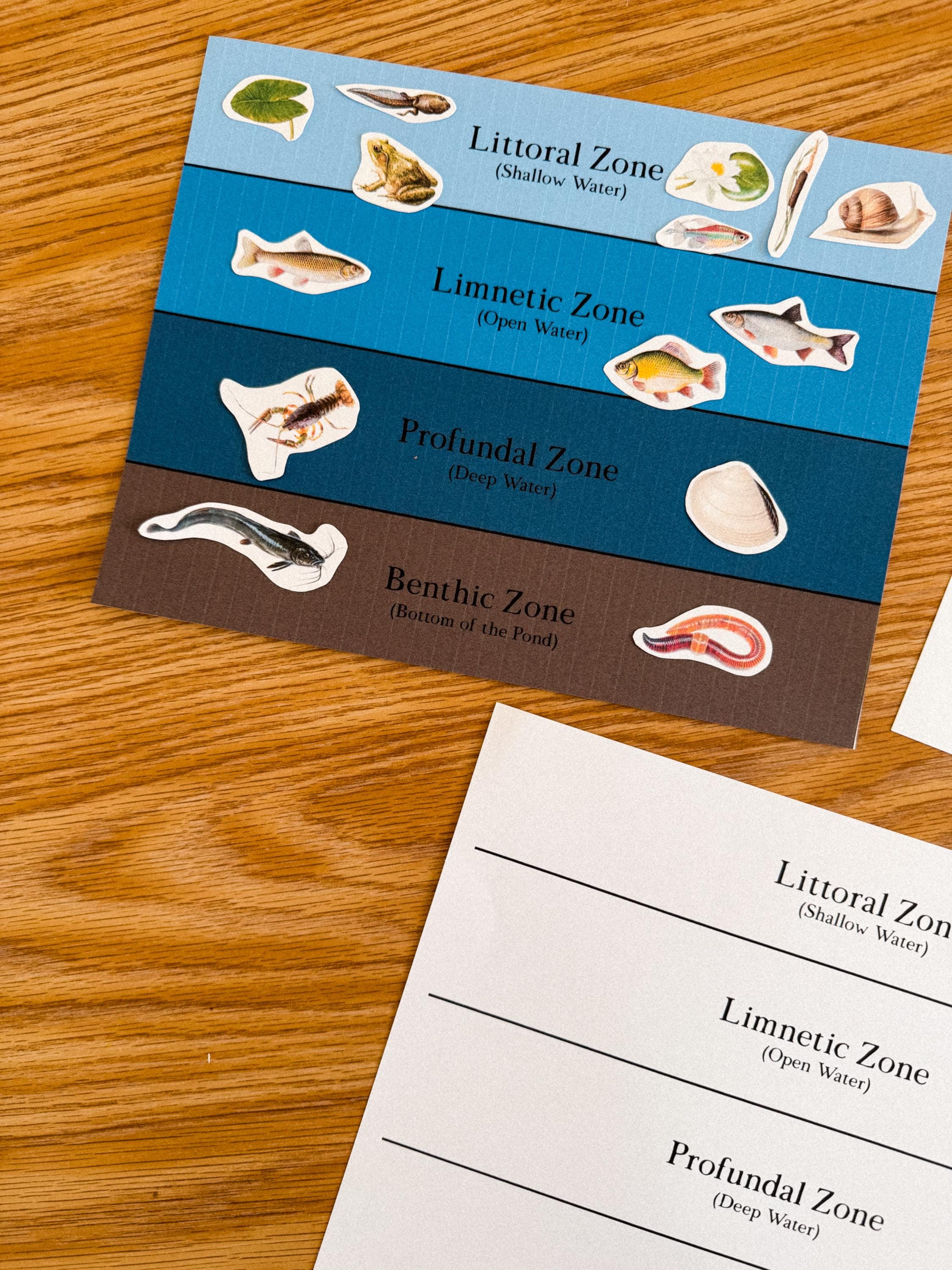 Pond and Lake Water Zones Activity, Morning Basket, Homeschool ...