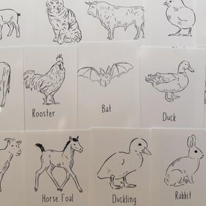 Color Your Own Farm Animal Flashcards, Homeschool, Learning Resource ...
