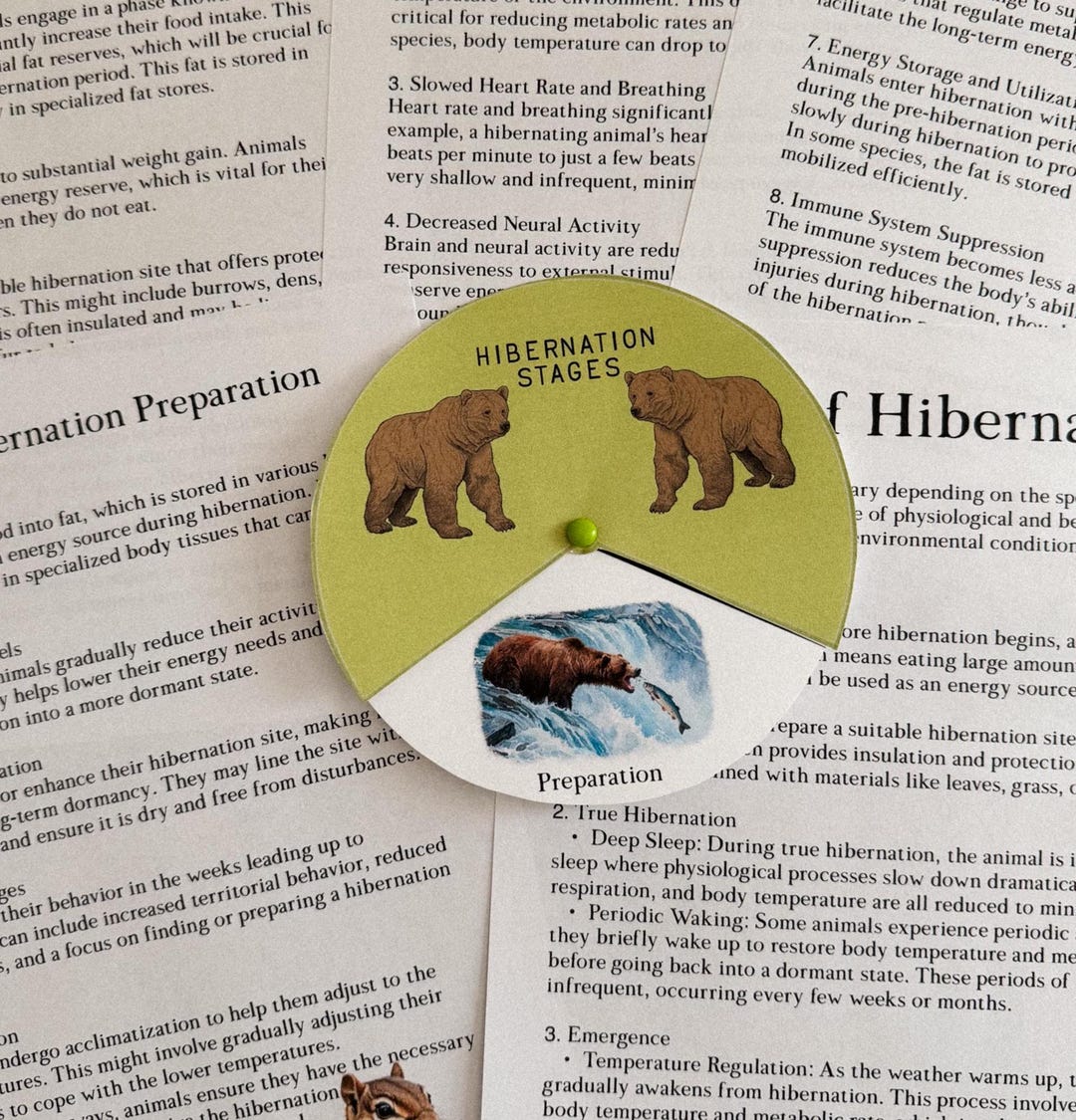 Hibernation Stages Wheel, Learning Resource, Printable, Nature Science ...