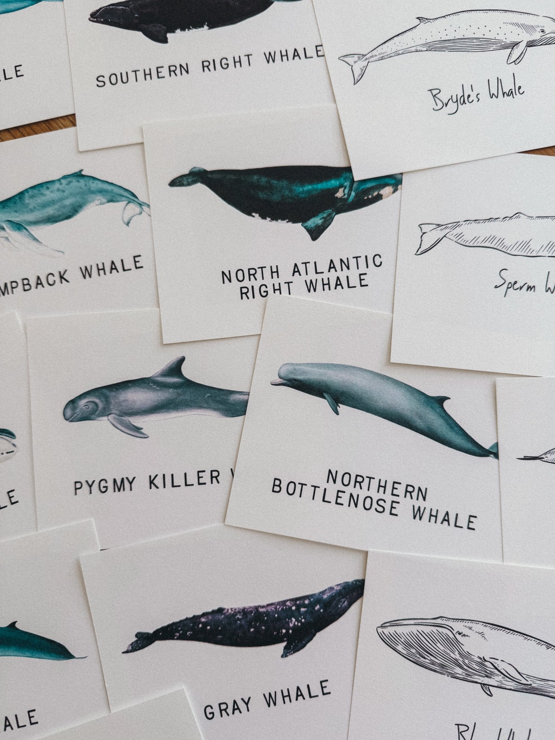 Whales Species Flashcards, Homeschool, Learning Resource, Printable ...