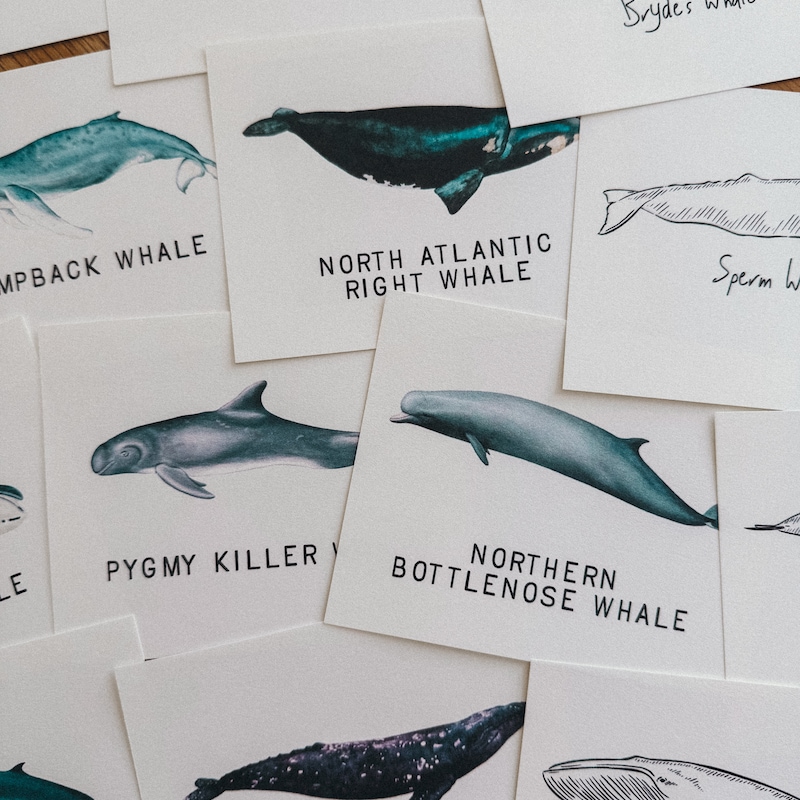 Whale Set Printable - Etsy UK