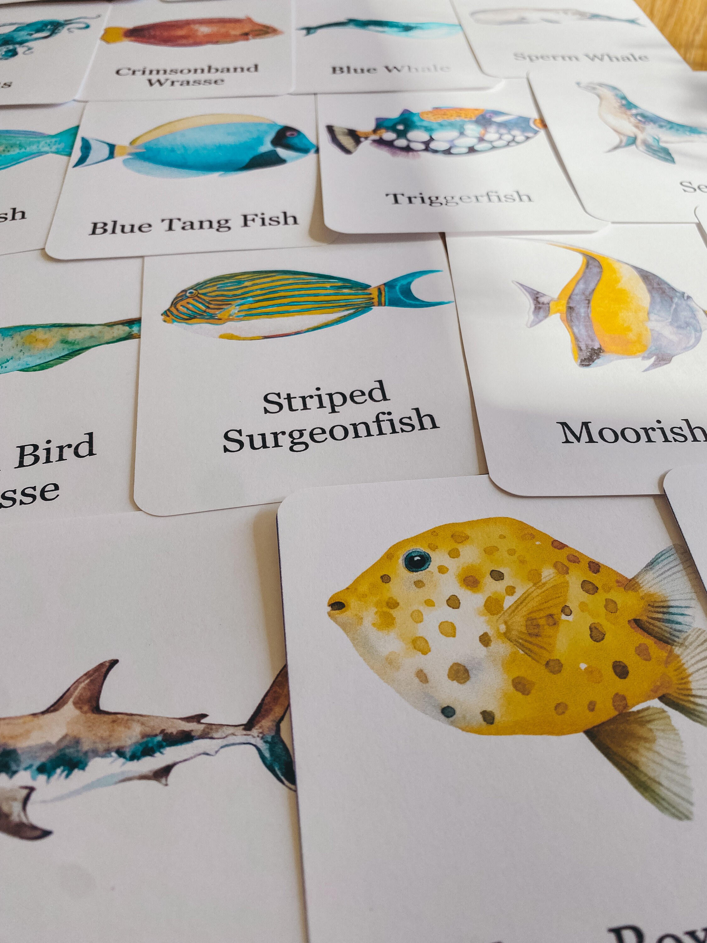 Ocean Animal Flashcards, Morning Basket, Homeschool, Learning Resource ...