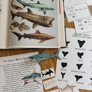Shark Unit Study, Homeschool, Learning Resource, Printable, Nature ...
