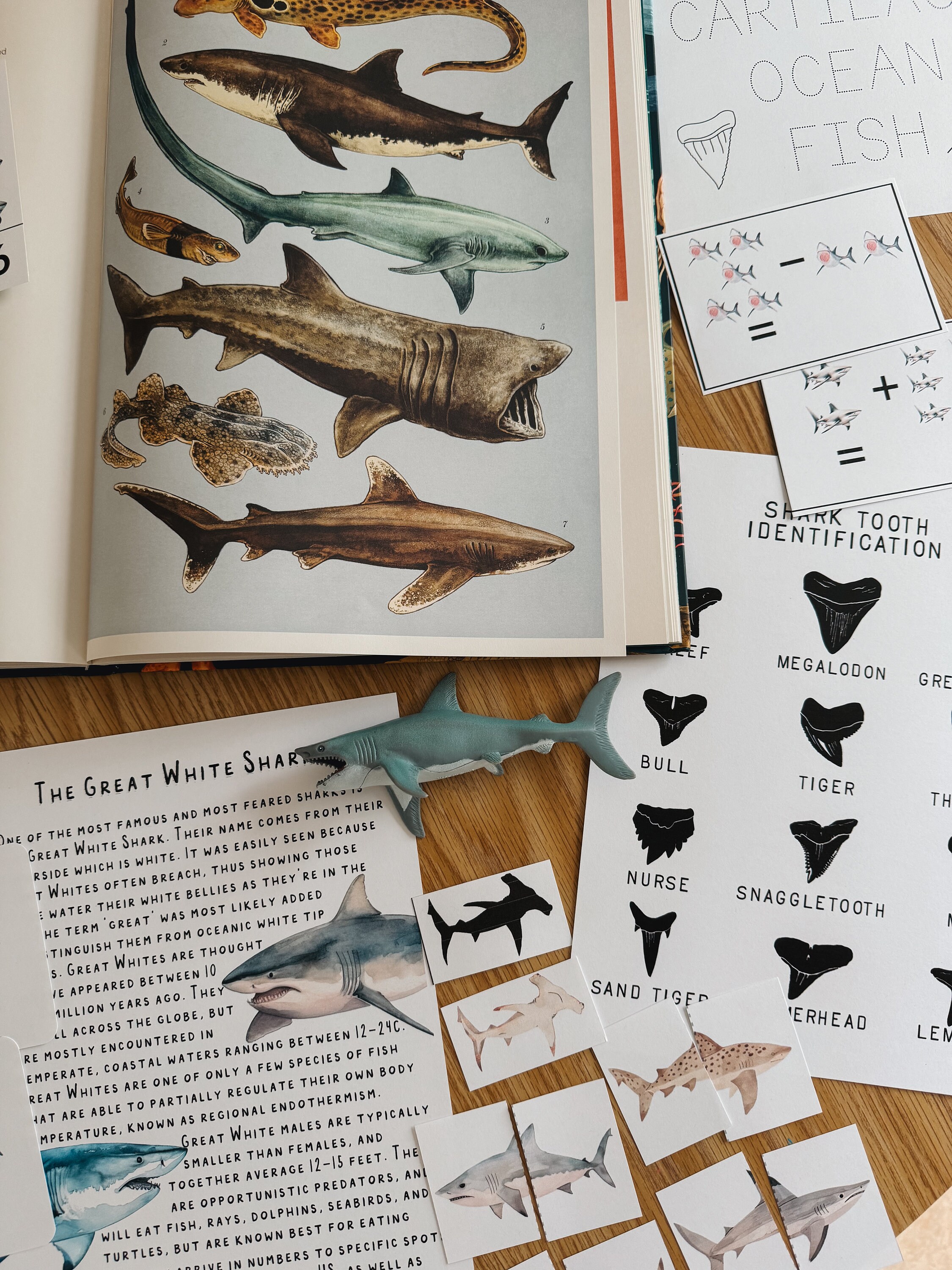 Shark Unit Study, Homeschool, Learning Resource, Printable, Nature ...
