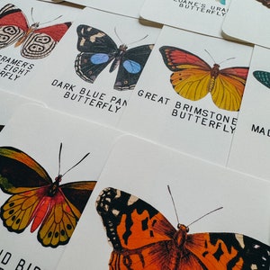 Butterfly and Moth Species Flashcards, Homeschool, Learning Resource ...