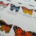 Butterfly and Moth Species Flashcards, Homeschool, Learning Resource ...