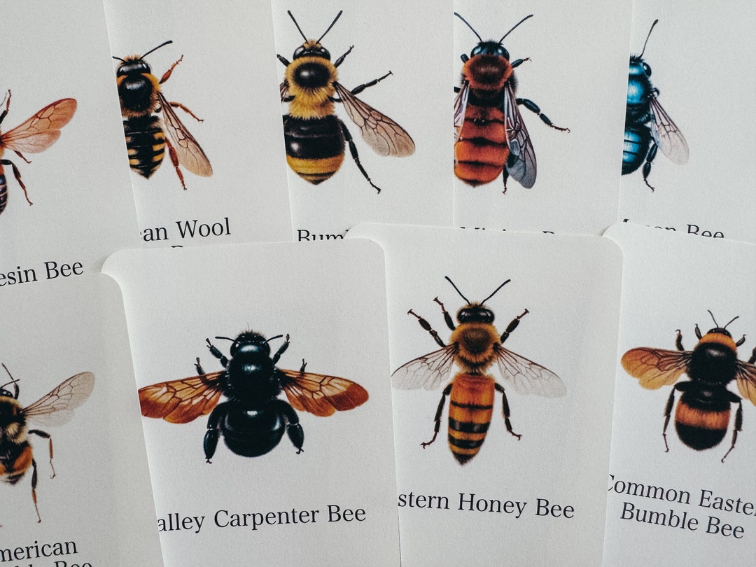 Bee Species Flashcards, Homeschool, Learning Resource, Printable ...