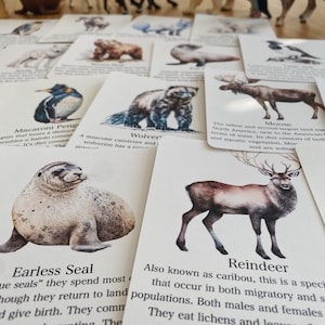 Polar Animal Flashcards, Arctic and Antarctic, Homeschool, Learning ...