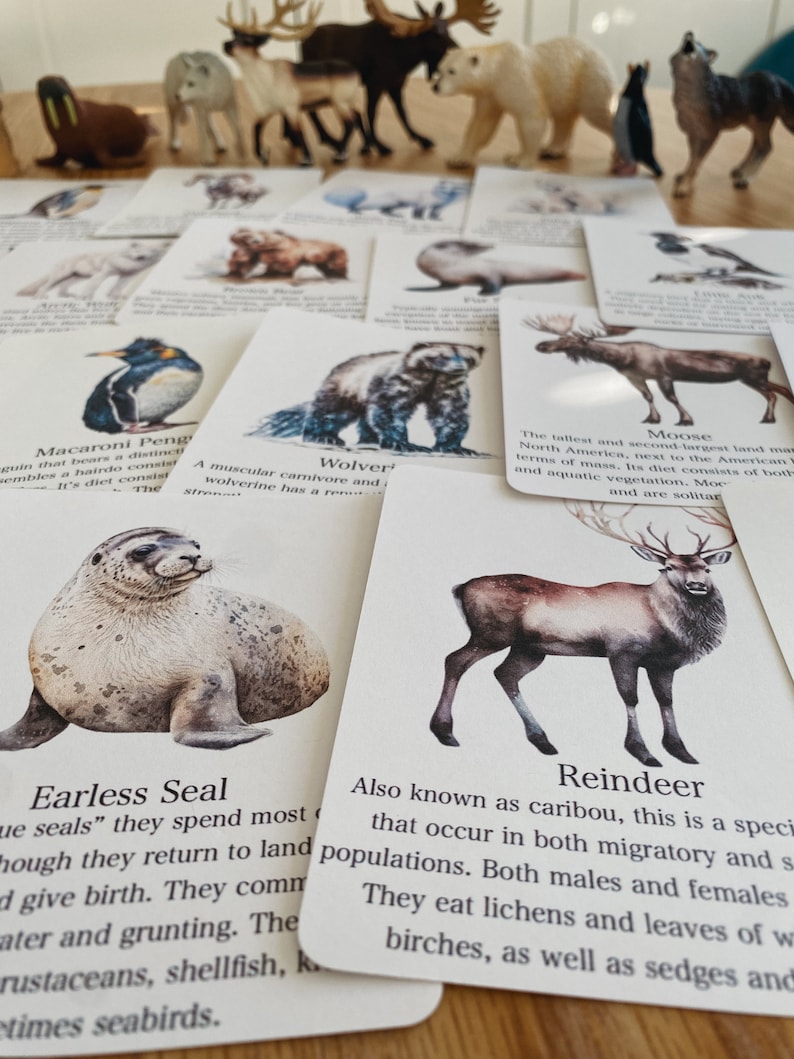 Polar Animal Flashcards, Arctic and Antarctic, Homeschool, Learning ...