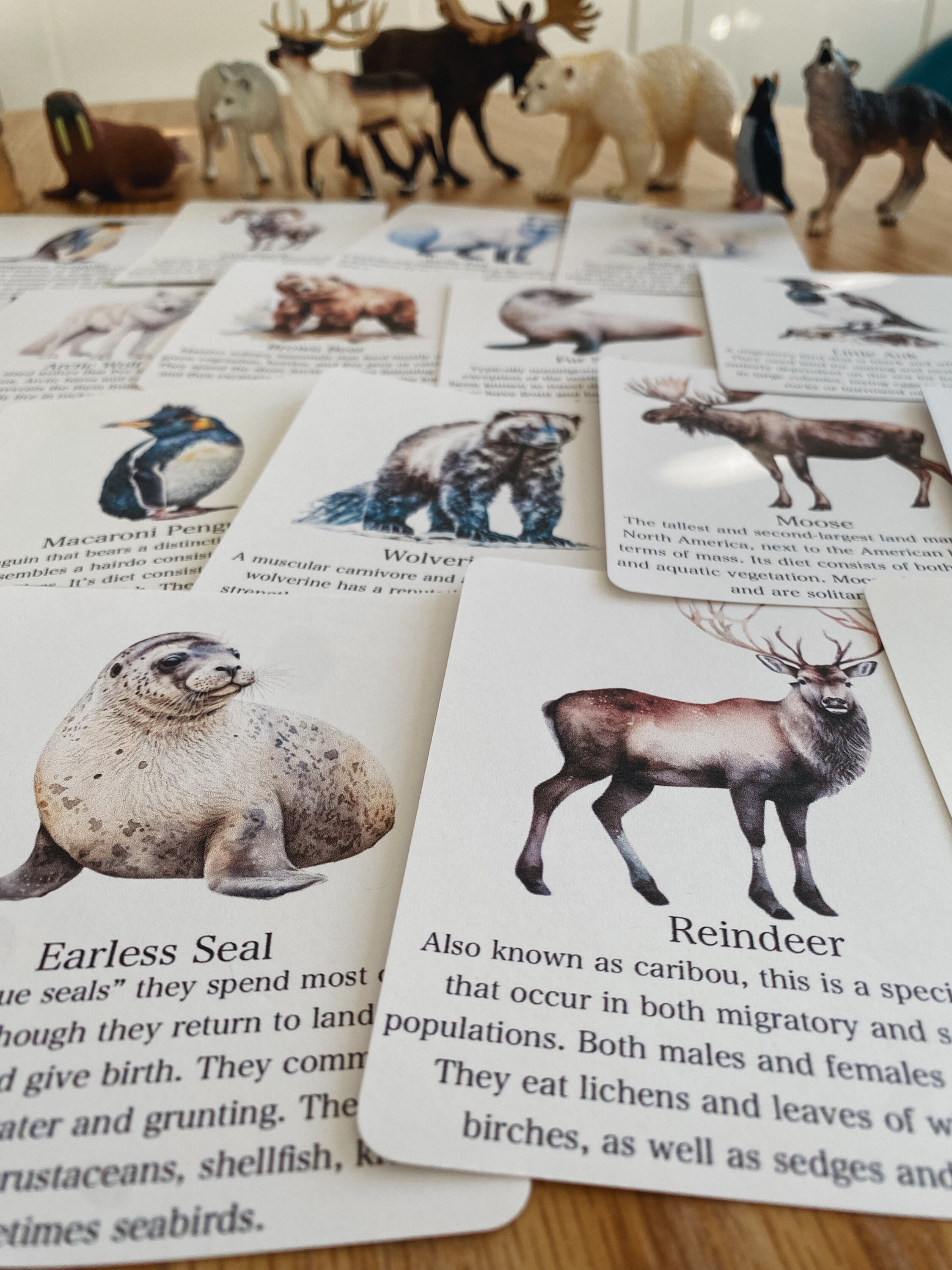 Polar Animal Flashcards, Arctic and Antarctic, Homeschool, Learning ...
