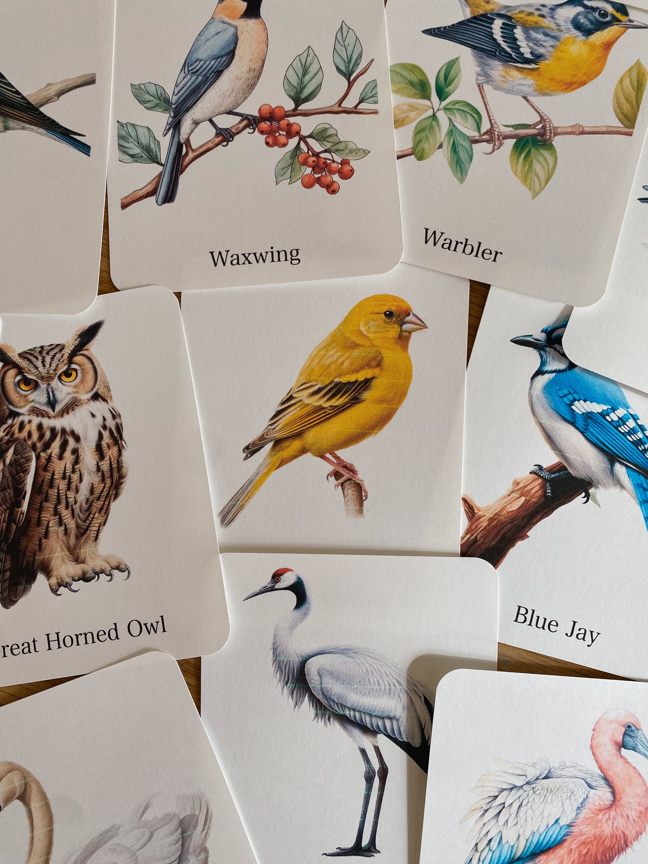 Bird Species Flashcards, Morning Basket, Homeschool, Learning Resource ...