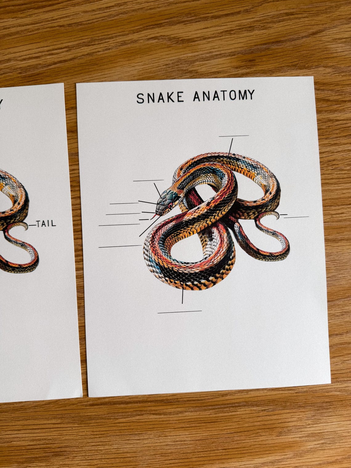 Snake Mini Anatomy Poster, Morning Basket, Homeschool, Learning ...