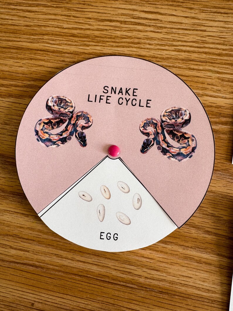 Snake Life Cycle Wheel and Worksheet, Learning Resource, Printable ...
