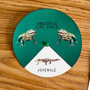 Crocodile Life Cycle Wheel and Worksheet, Learning Resource, Printable ...