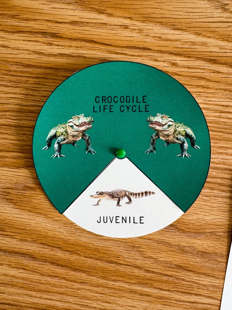 Crocodile Life Cycle Wheel and Worksheet, Learning Resource, Printable ...