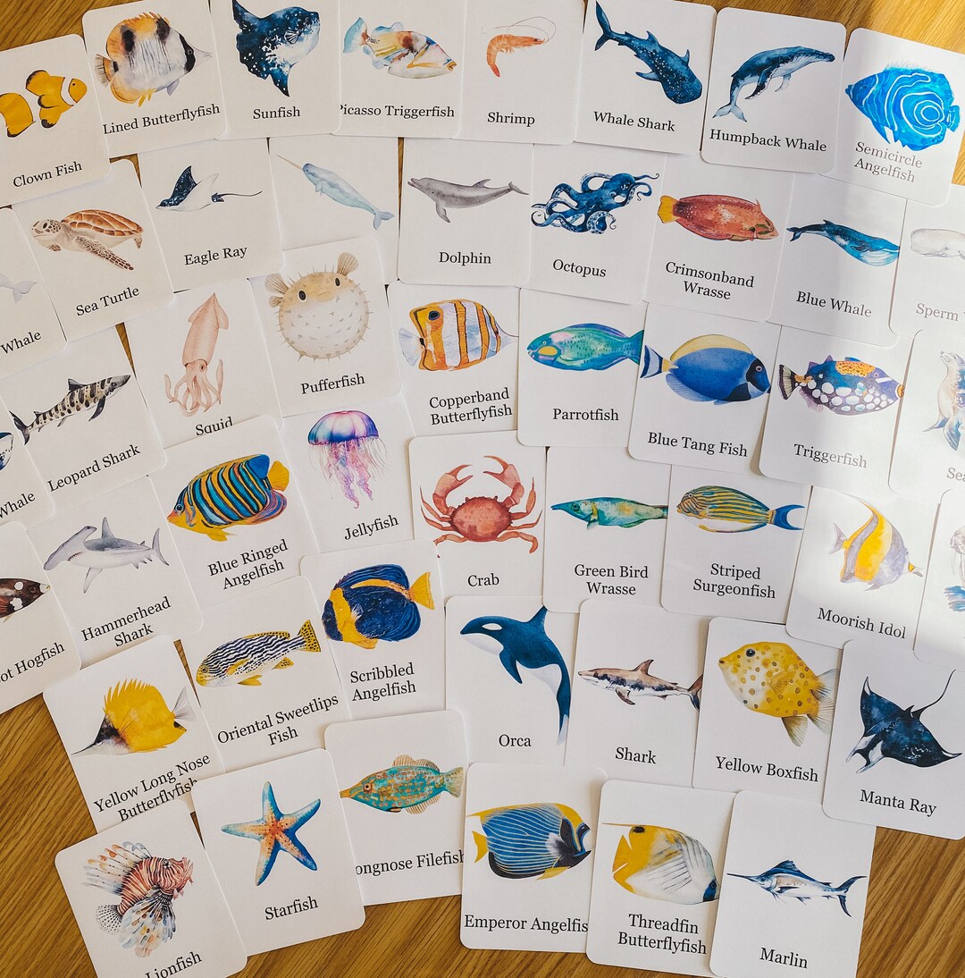 Ocean Animal Flashcards, Morning Basket, Homeschool, Learning Resource ...