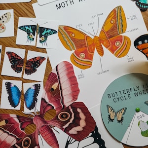 Butterfly & Moth Unit Study, 119 Page PDF, Morning Basket, Homeschool ...