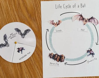 BAT Life Cycle, Nature Study, Homeschool Printable, Instant Download - Etsy
