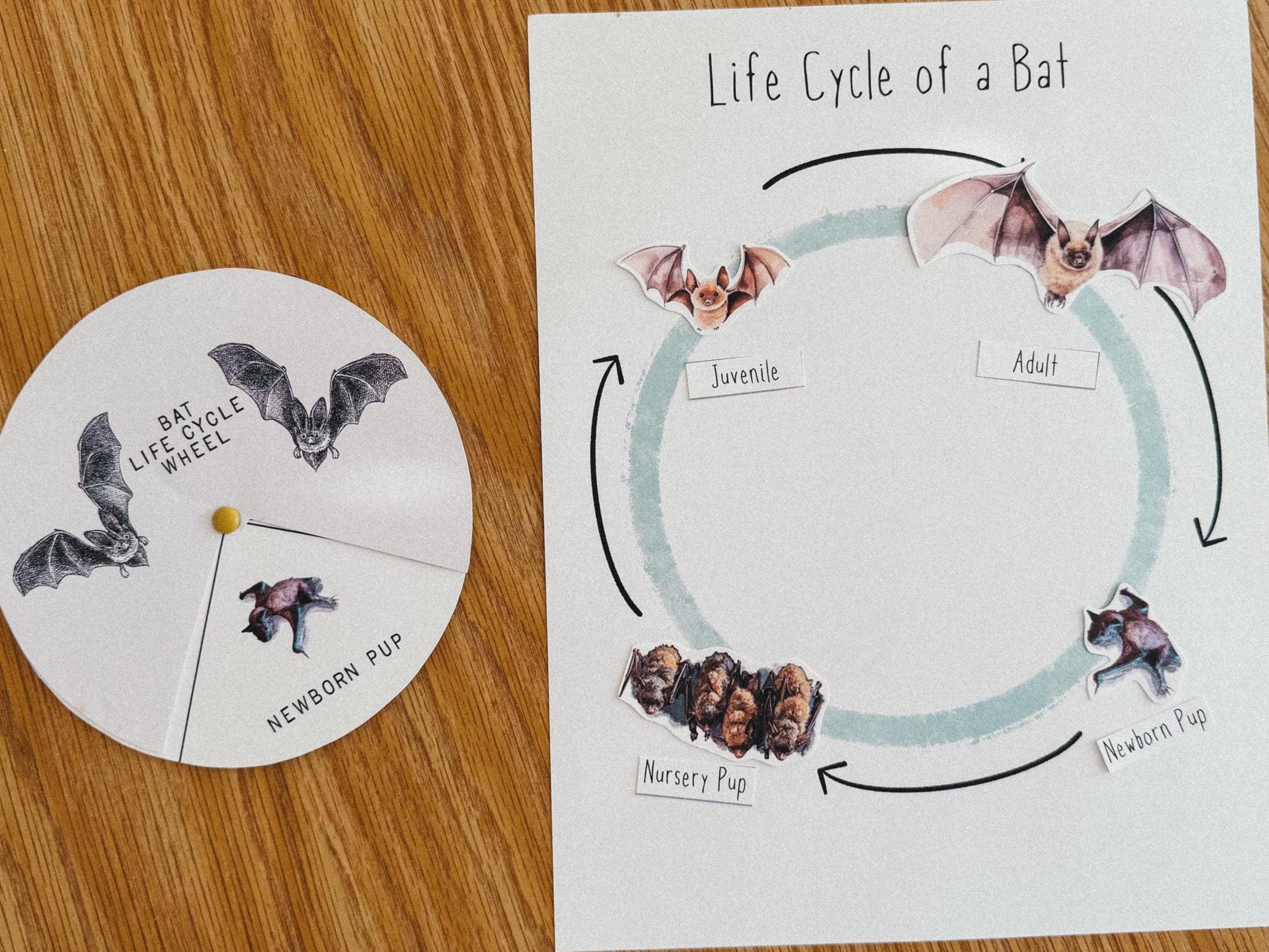 Bat Life Cycle Wheel and Worksheet, Learning Resource, Printable ...