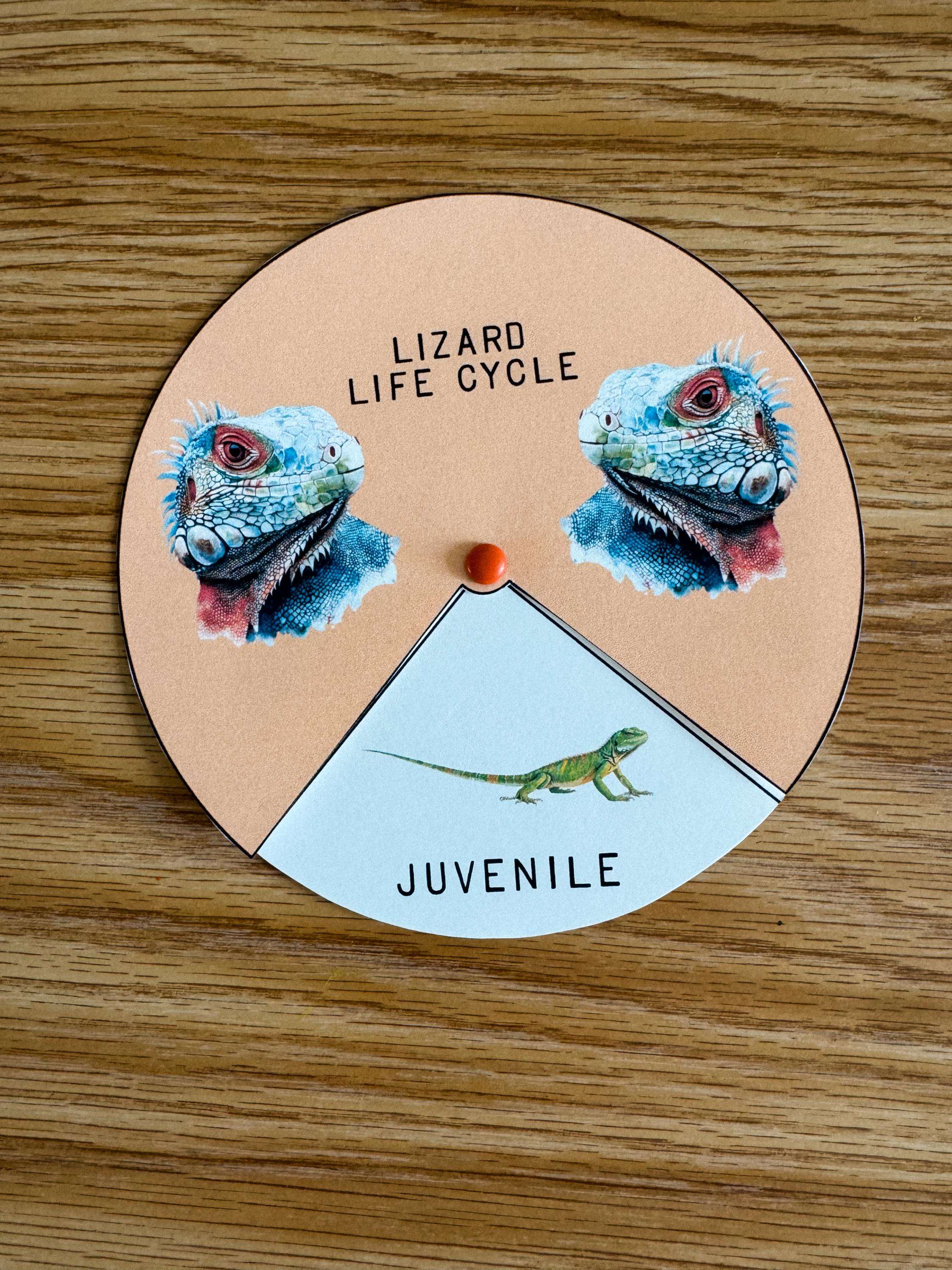 Lizard Life Cycle Wheel and Worksheet, Learning Resource, Printable ...