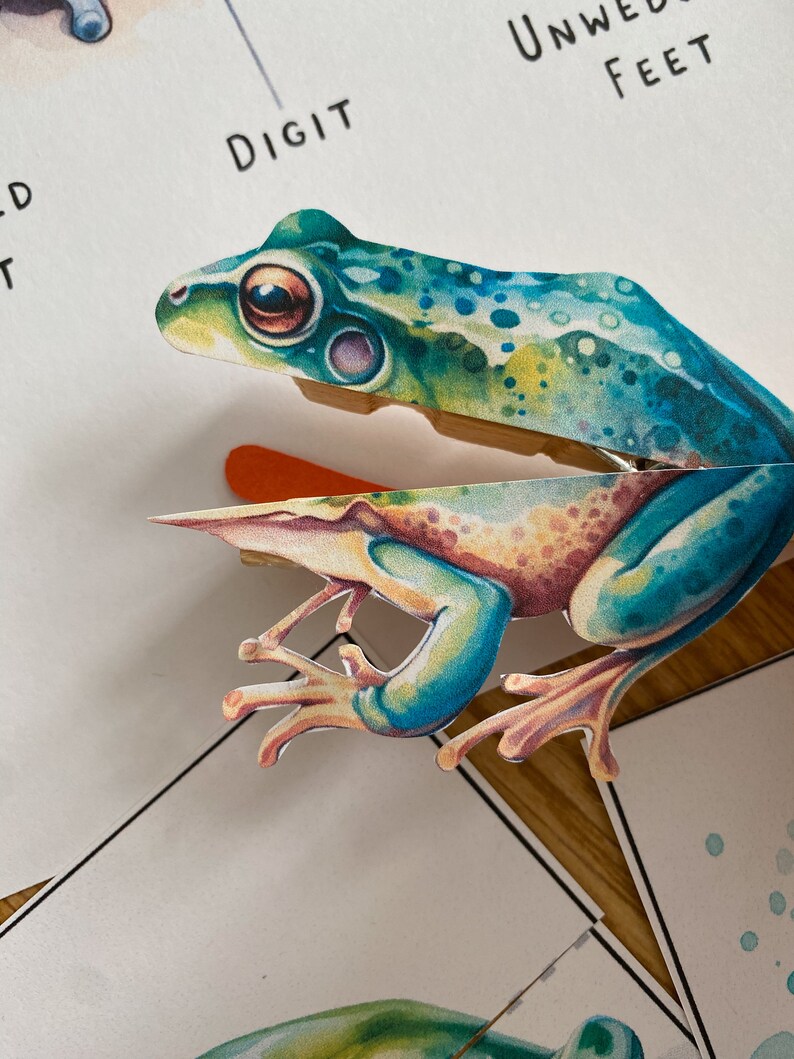 Frog Unit Study, 62 Page PDF, Amphibians, Homeschool, Learning Resource ...