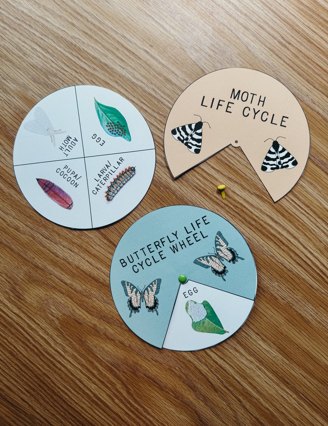 Butterfly & Moth Life Cycle Wheels, Learning Resource, Printable ...